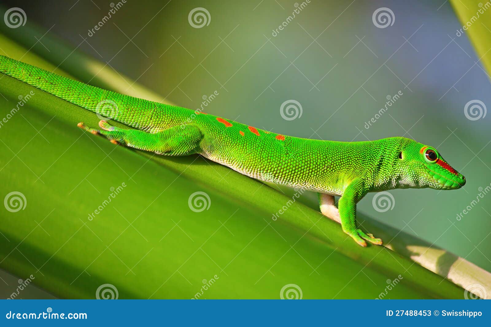Gecko verde imagen de archivo. Imagen de palma, verde - 27488453