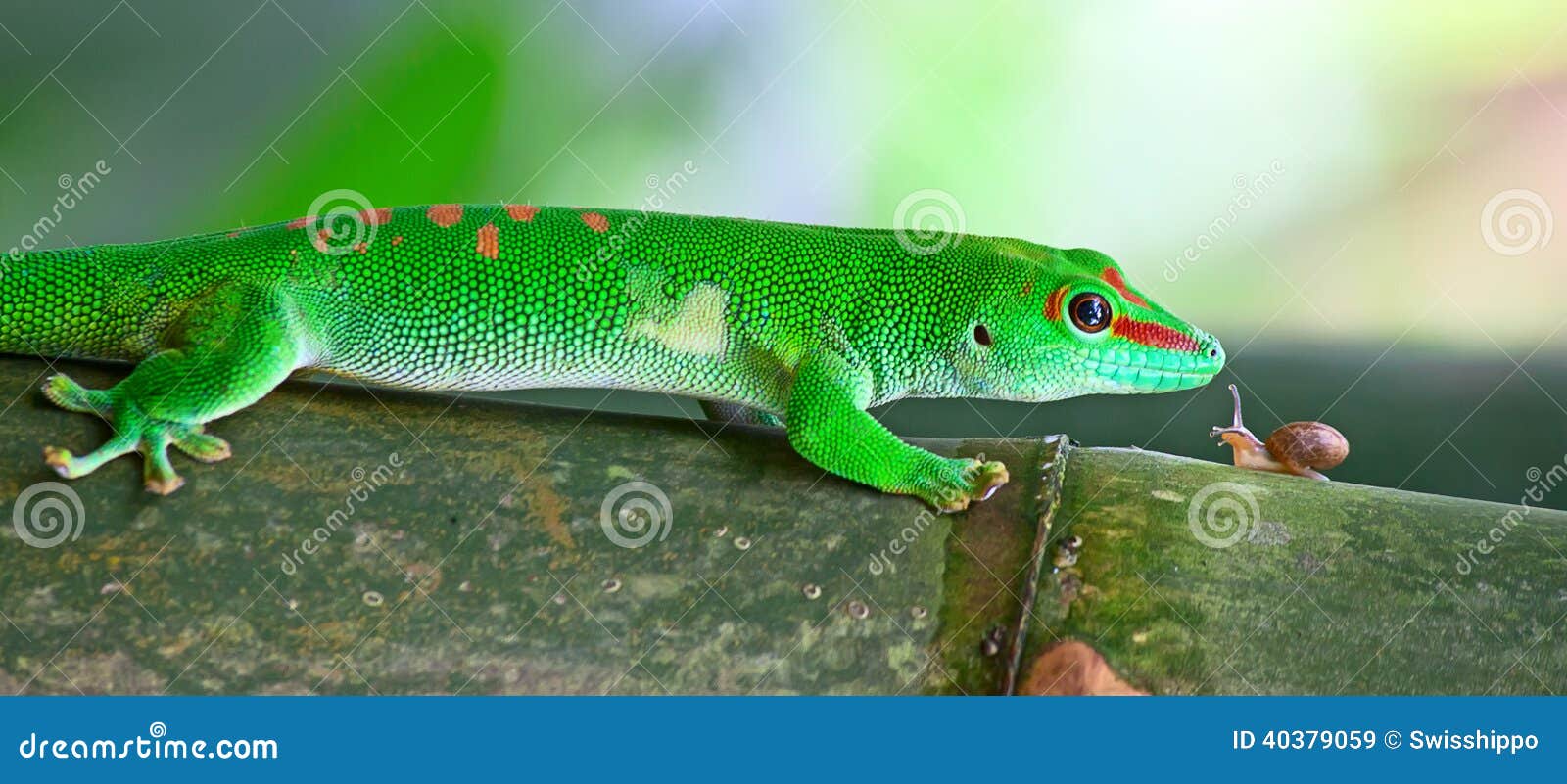 Gecko verde imagen de archivo. Imagen de reptil, vibrante - 40379059