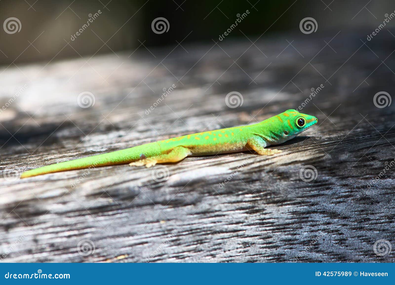 Gecko verde immagine stock. Immagine di piccolo, natura - 42575989