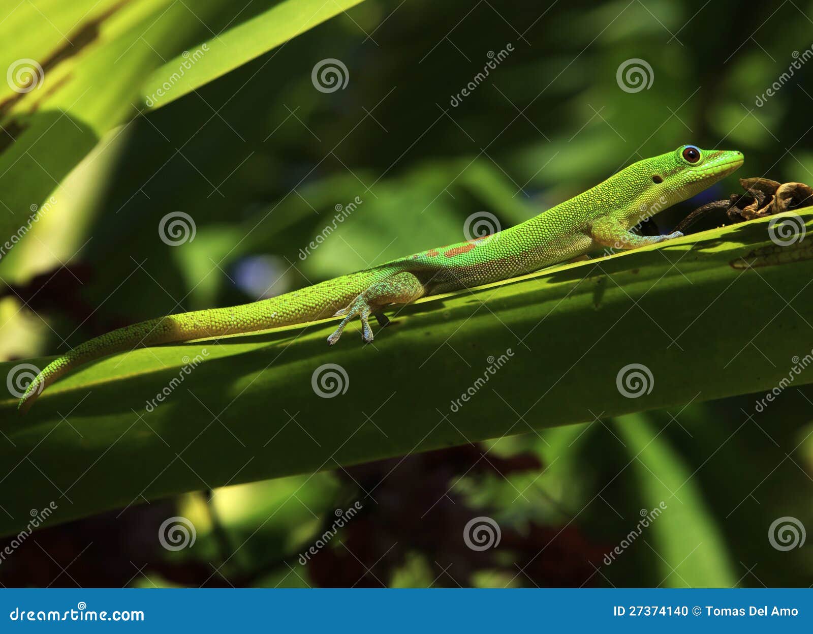 Gecko verde de Madagascar foto de archivo. Imagen de hawai - 27374140