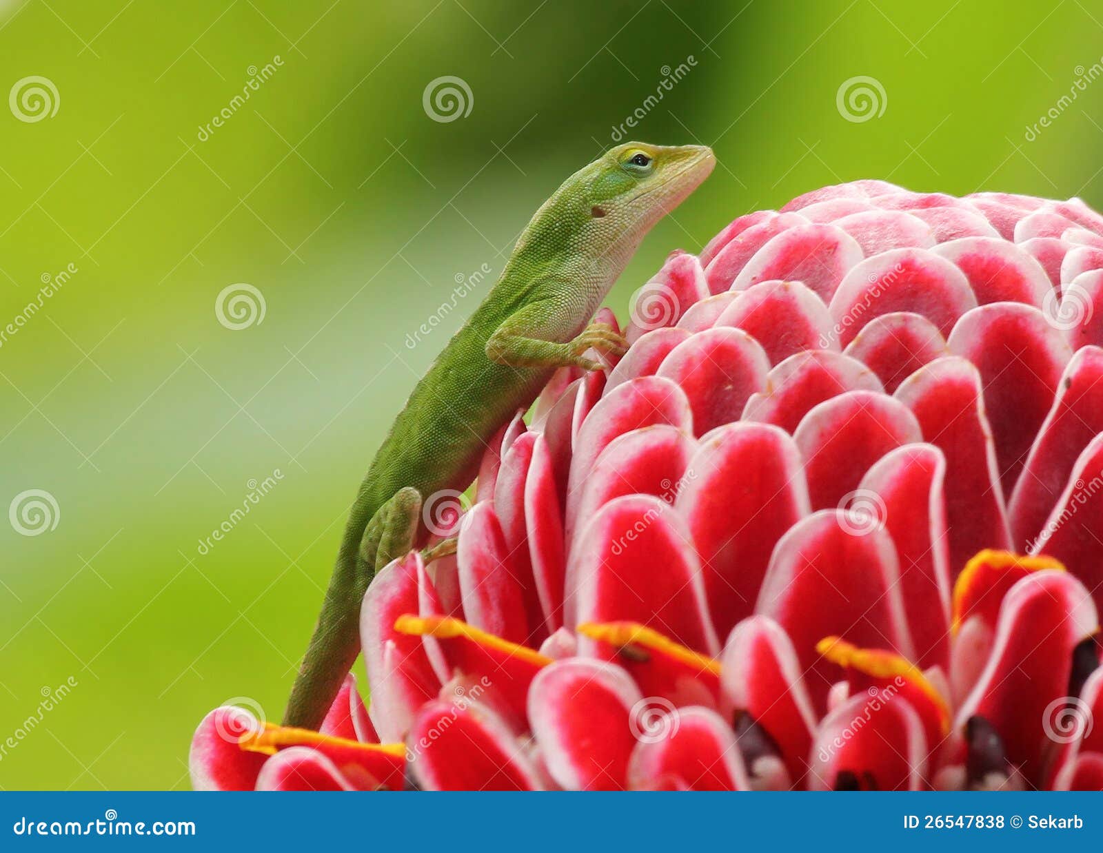 Gecko verde en una flor foto de archivo. Imagen de geco - 26547838
