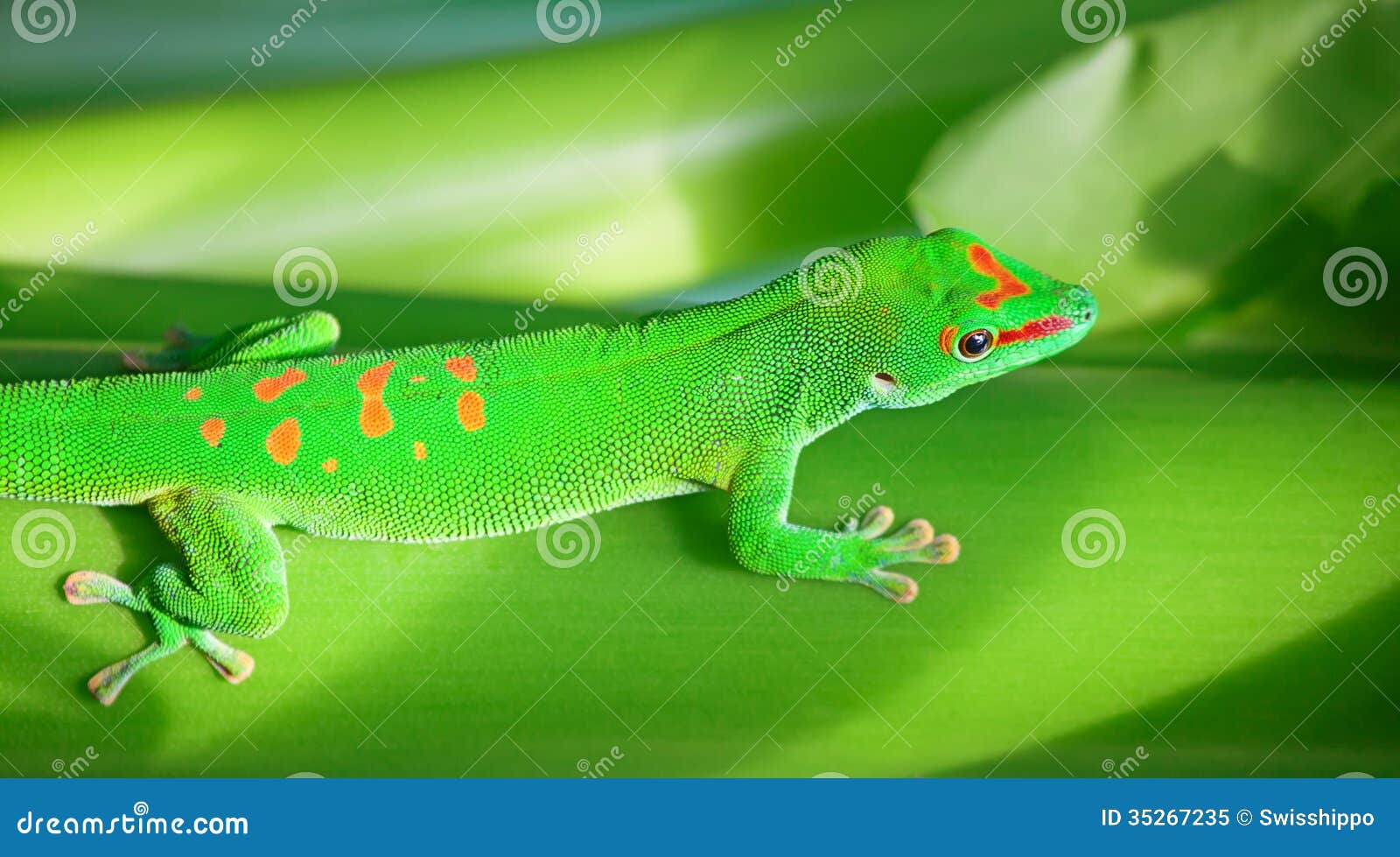 Gecko vert image stock. Image du madagascar, changement - 35267235