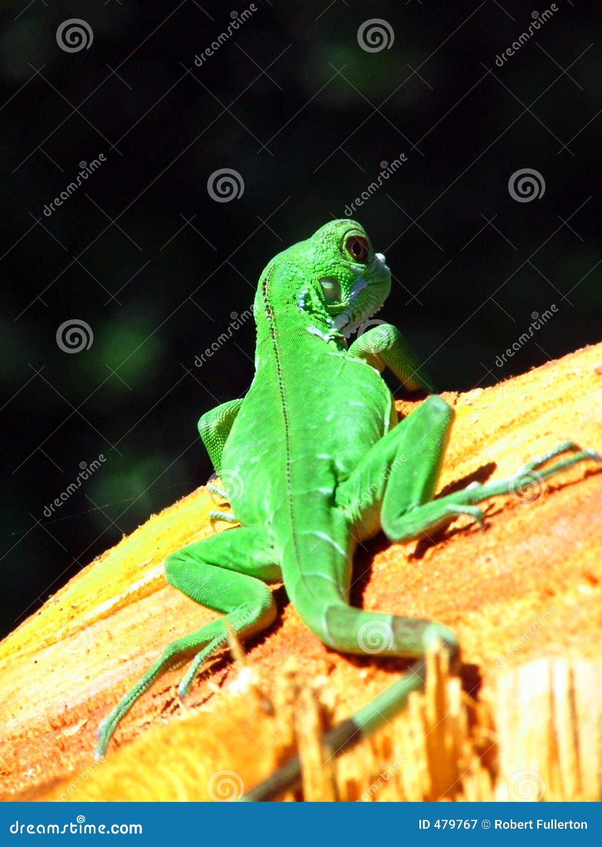 Gecko vert image stock. Image du vert, arrière, tropical - 479767