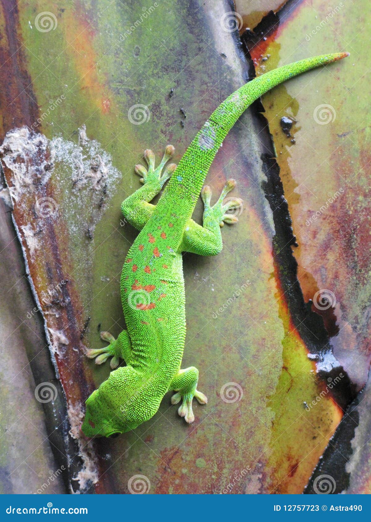 Gecko Vert De Jour Du Madagascar Image stock - Image du fermer, manger ...