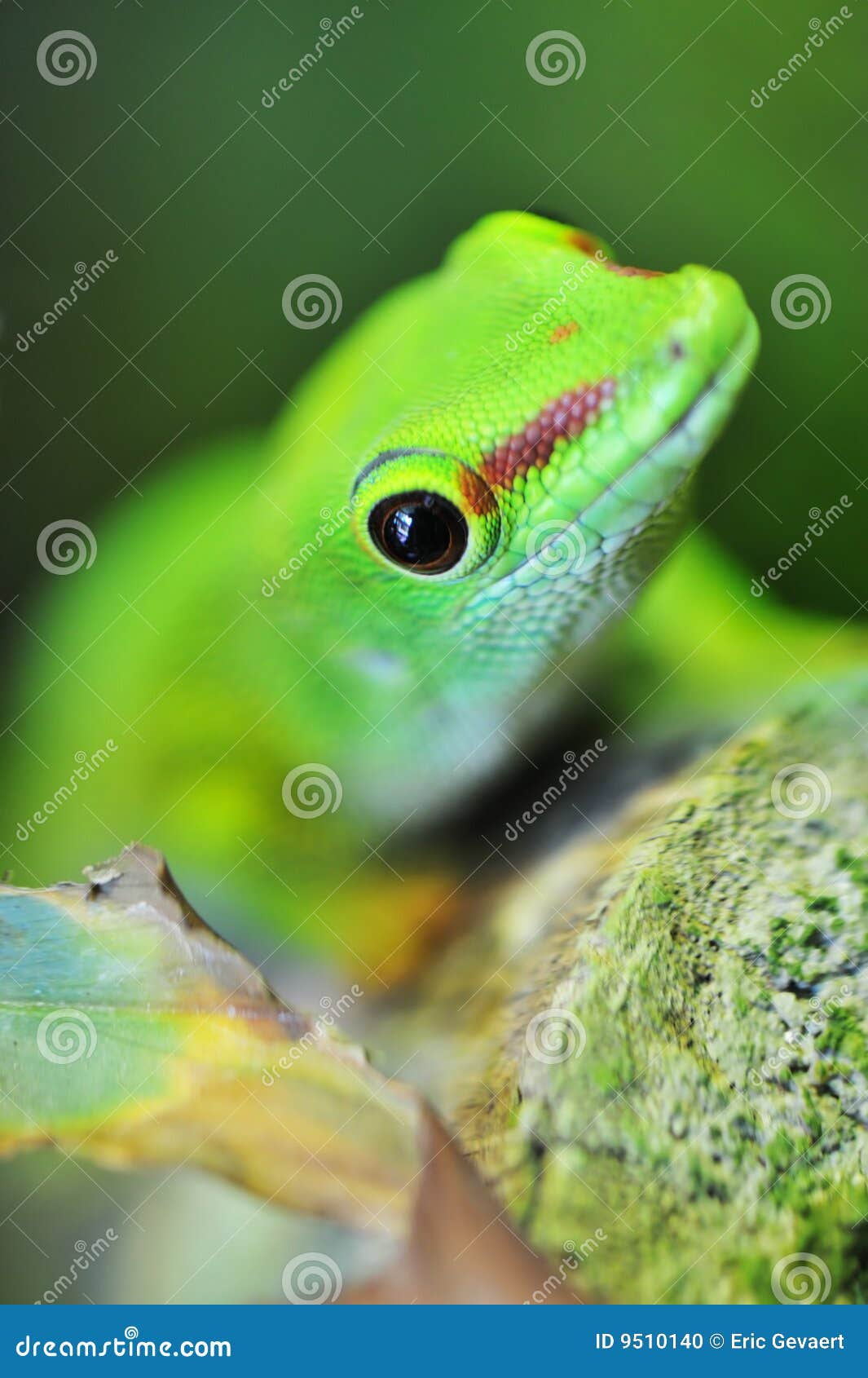 Gecko vert mignon photo stock. Image du feuillage, exotique - 9510140