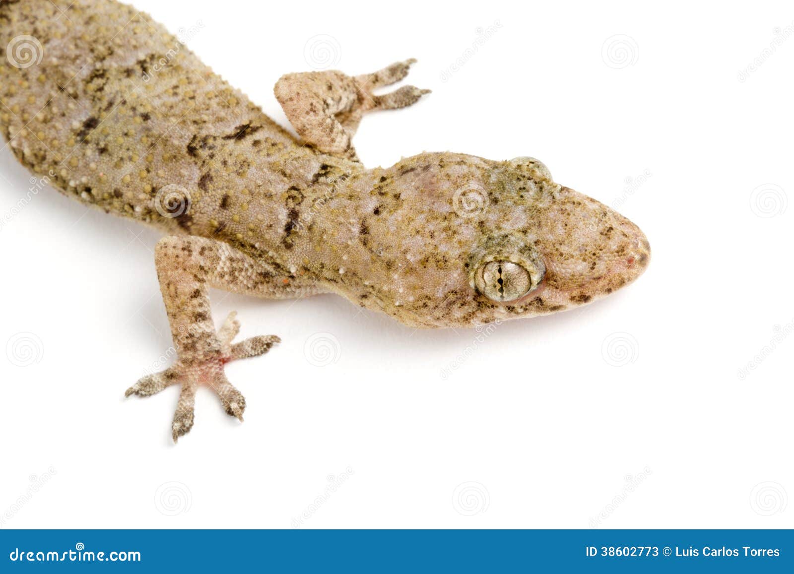 Gecko vom oben links stockbild. Bild von lebensraum, fauna - 38602773