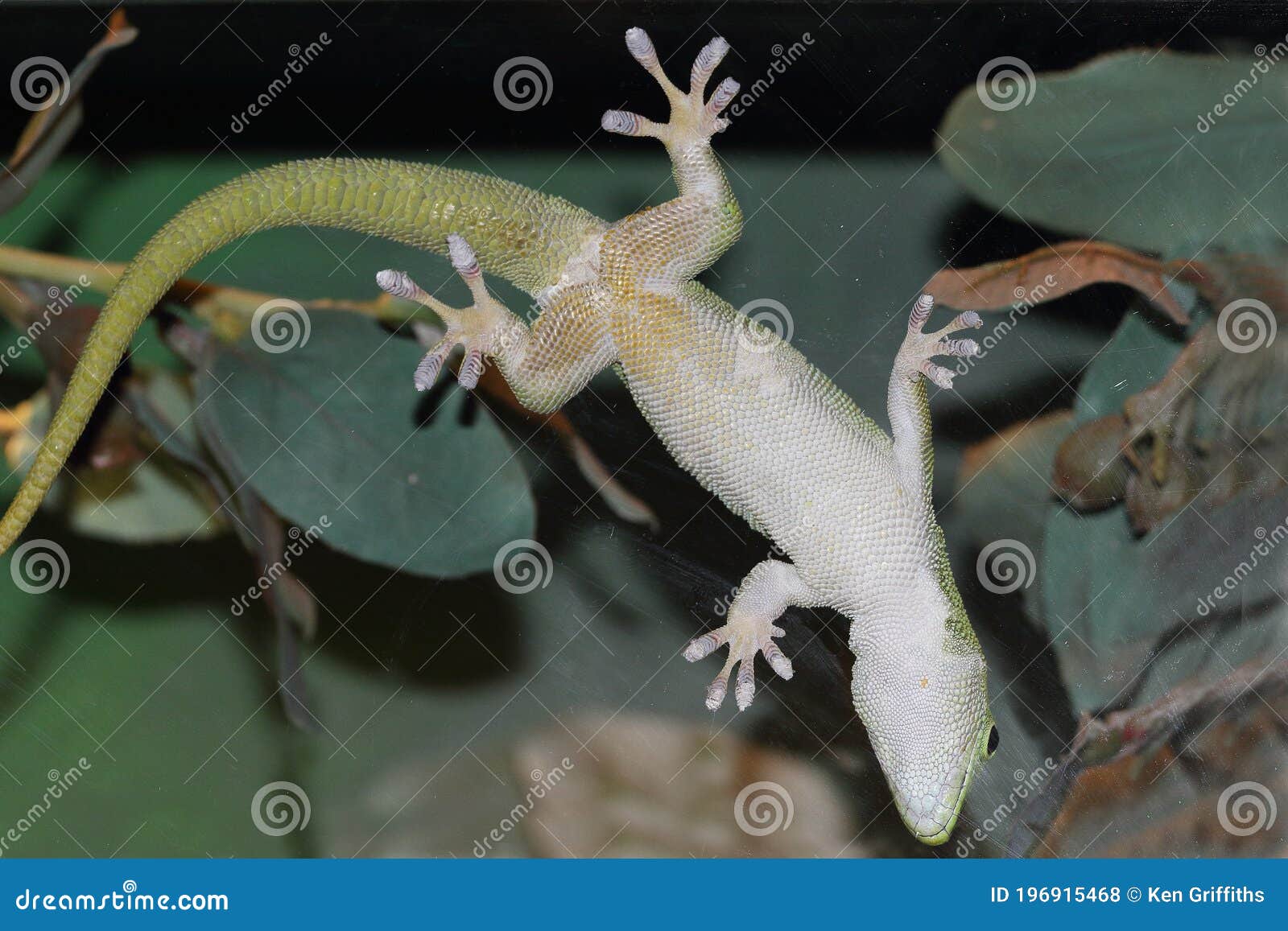 Gecko walking on glass stock photo. Image of feet, wildlife - 196915468
