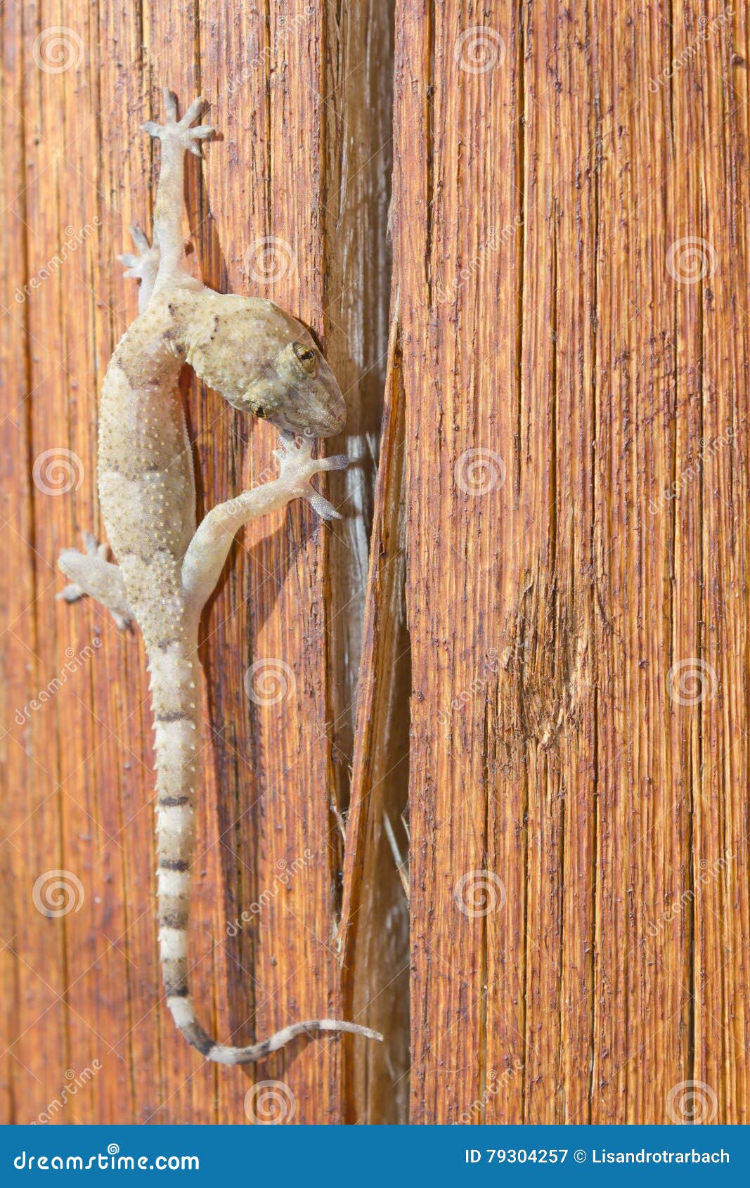 Gecko Walking Over a Piece of Wood Stock Image - Image of close, animal ...