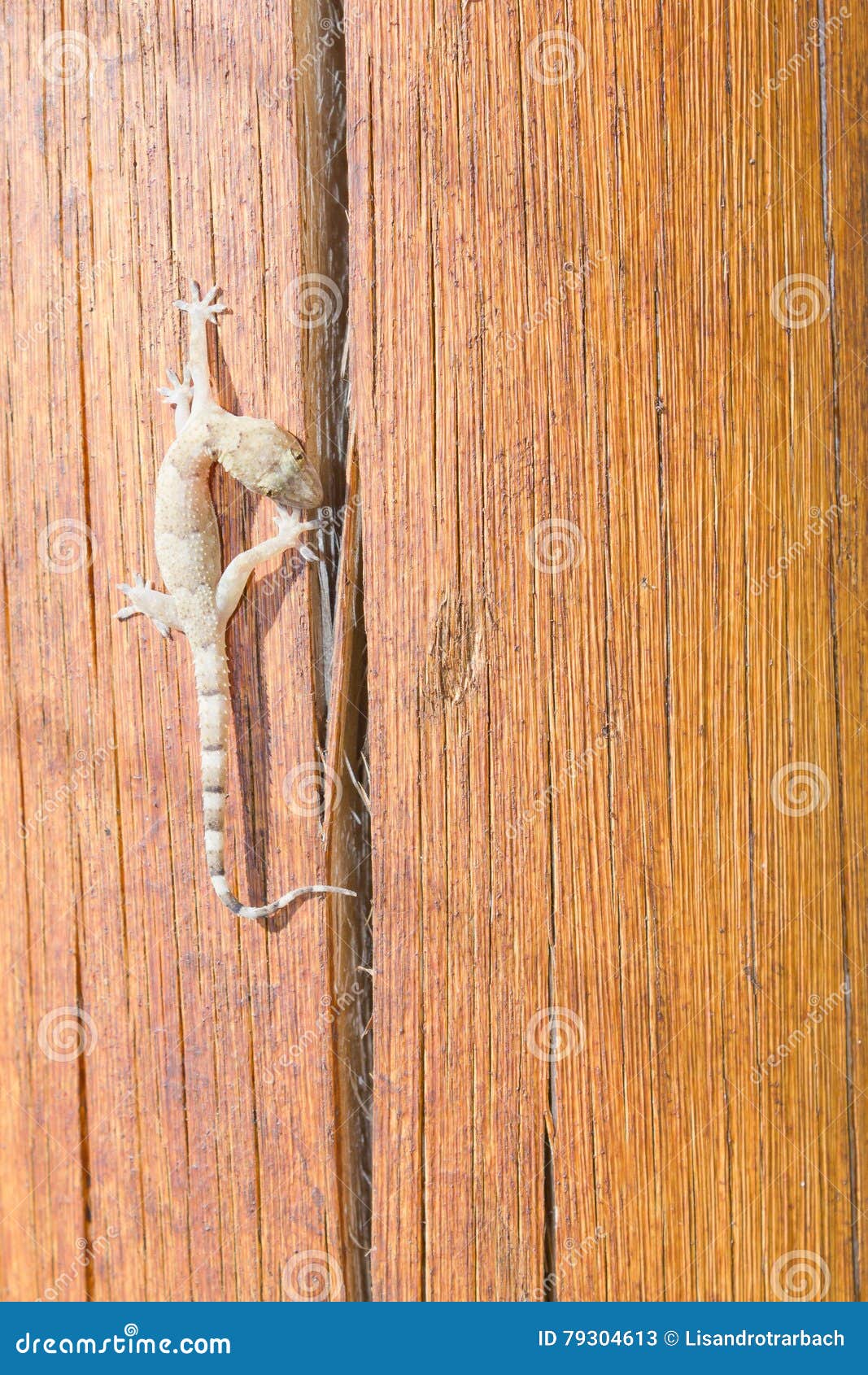 Gecko Walking Over a Piece of Wood Stock Image - Image of gekkota ...
