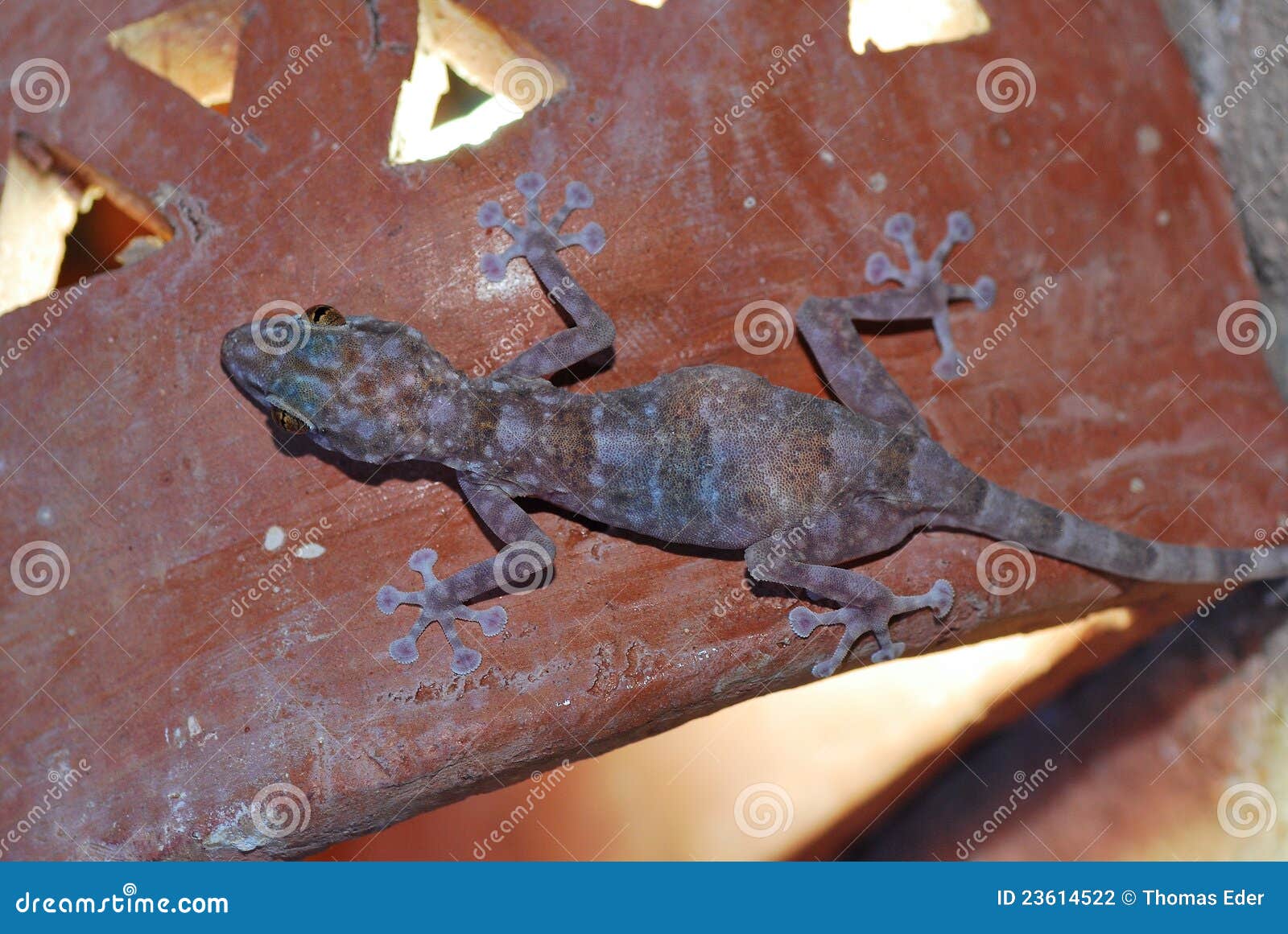 Gecko on a wall stock photo. Image of creature, lizard - 23614522