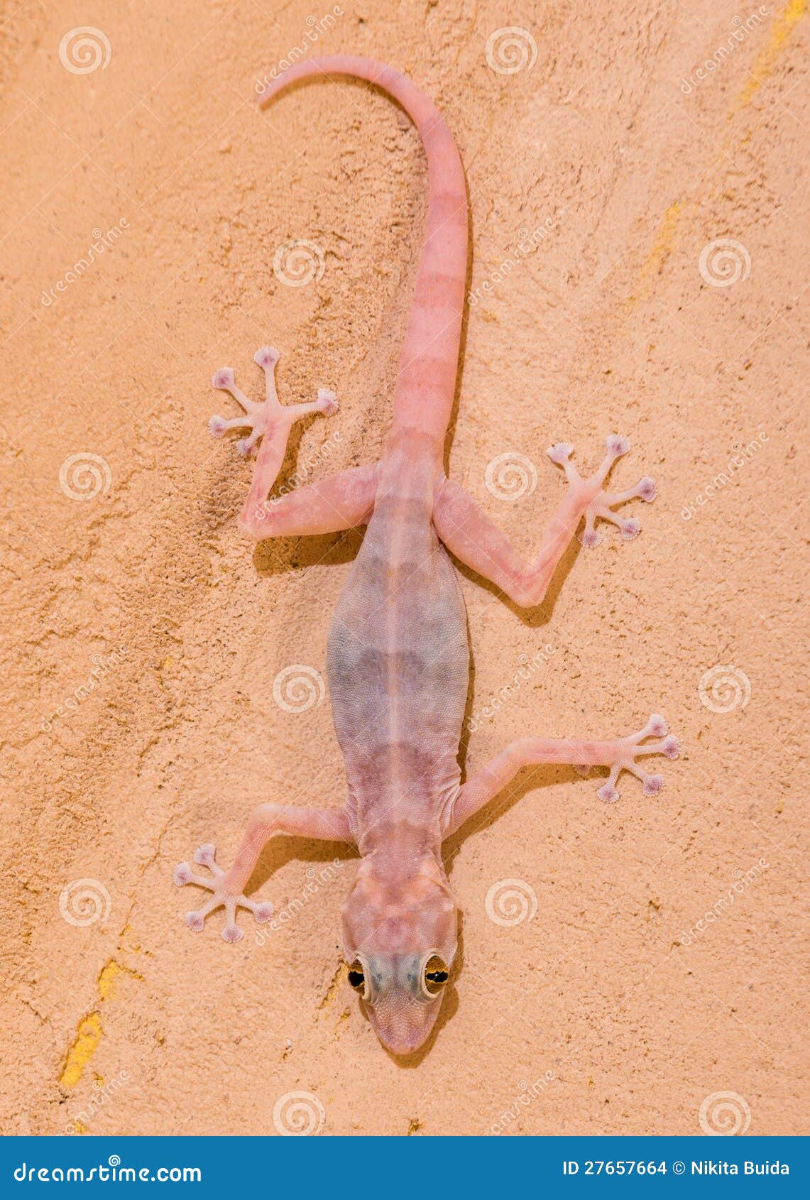 Gecko on the wall stock photo. Image of creature, stripes - 27657664