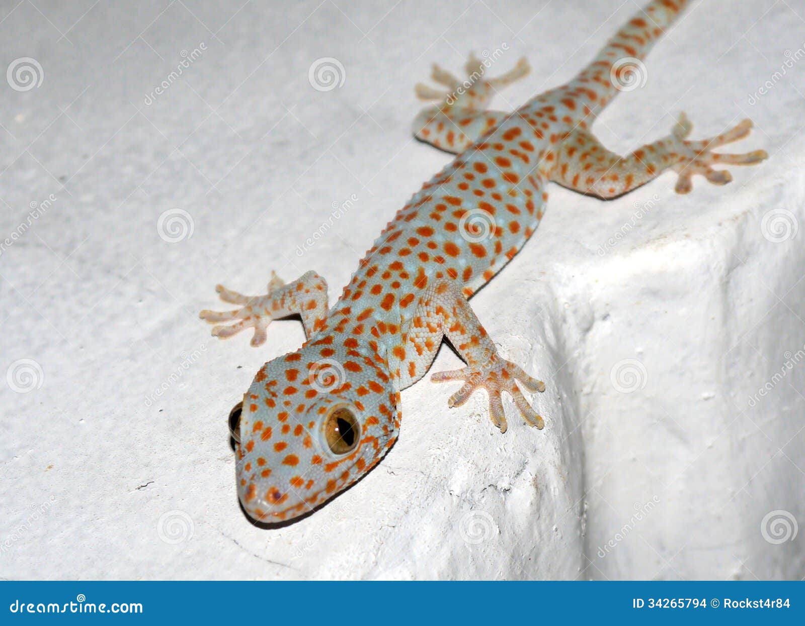 Gecko on the wall stock photo. Image of mabouia, hemidactylus - 34265794