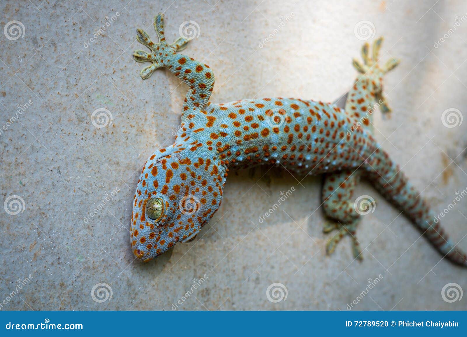 Gecko on wall stock photo. Image of vertebrate, yellow - 72789520