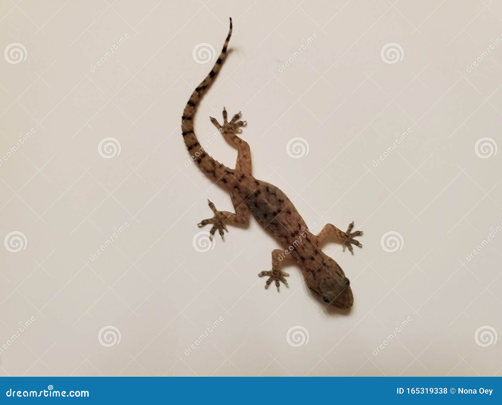 Gecko on the wall stock photo. Image of spot, wall, animal - 165319338