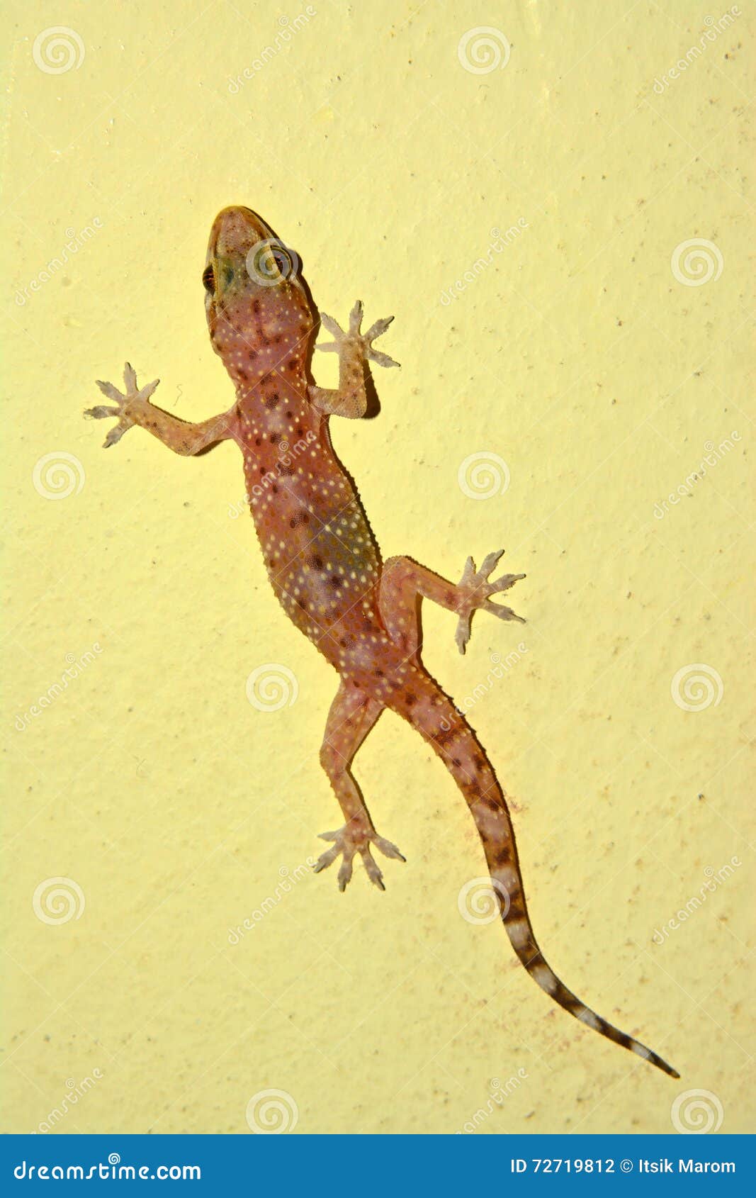 Gecko on a wall stock photo. Image of pink, cute, building - 72719812