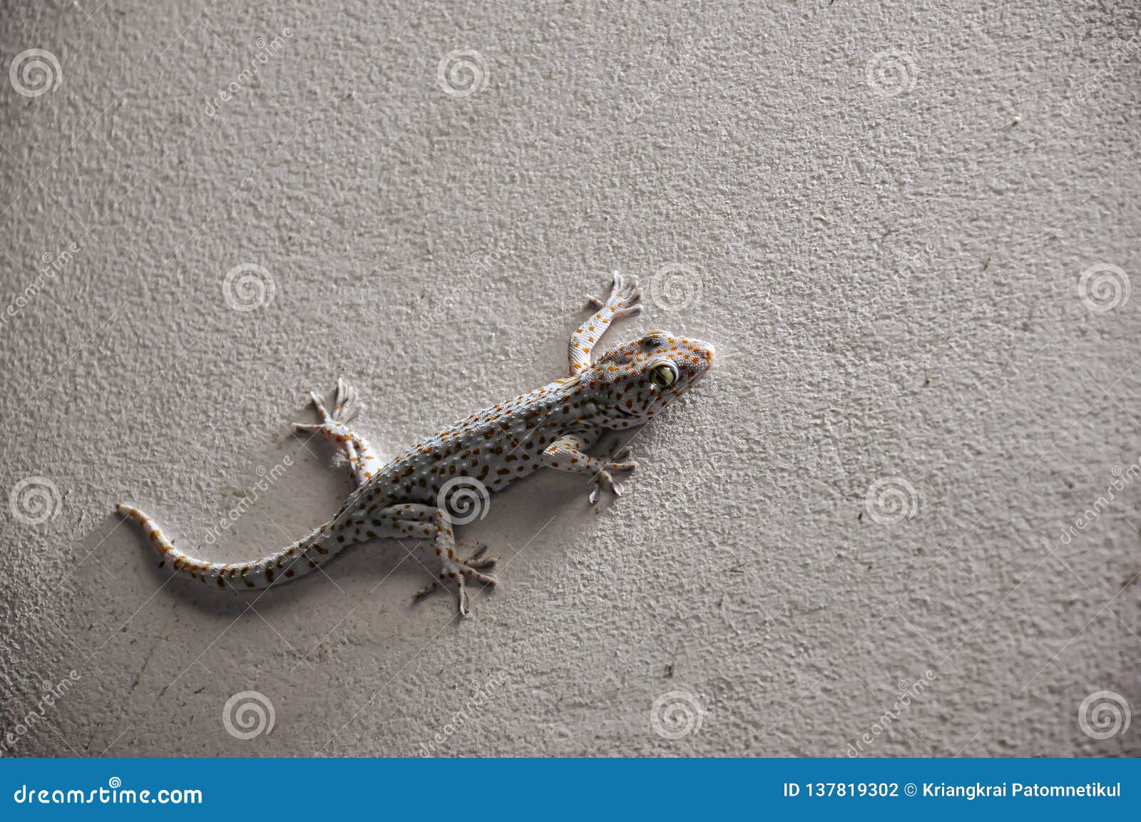 Gecko on the wall stock photo. Image of background, southeast - 137819302