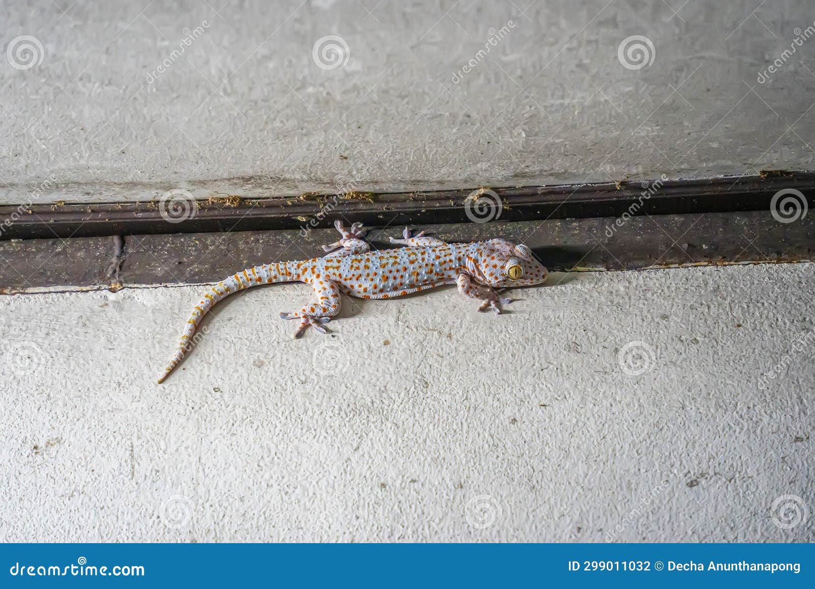 Gecko on the wall stock photo. Image of species, face - 299011032