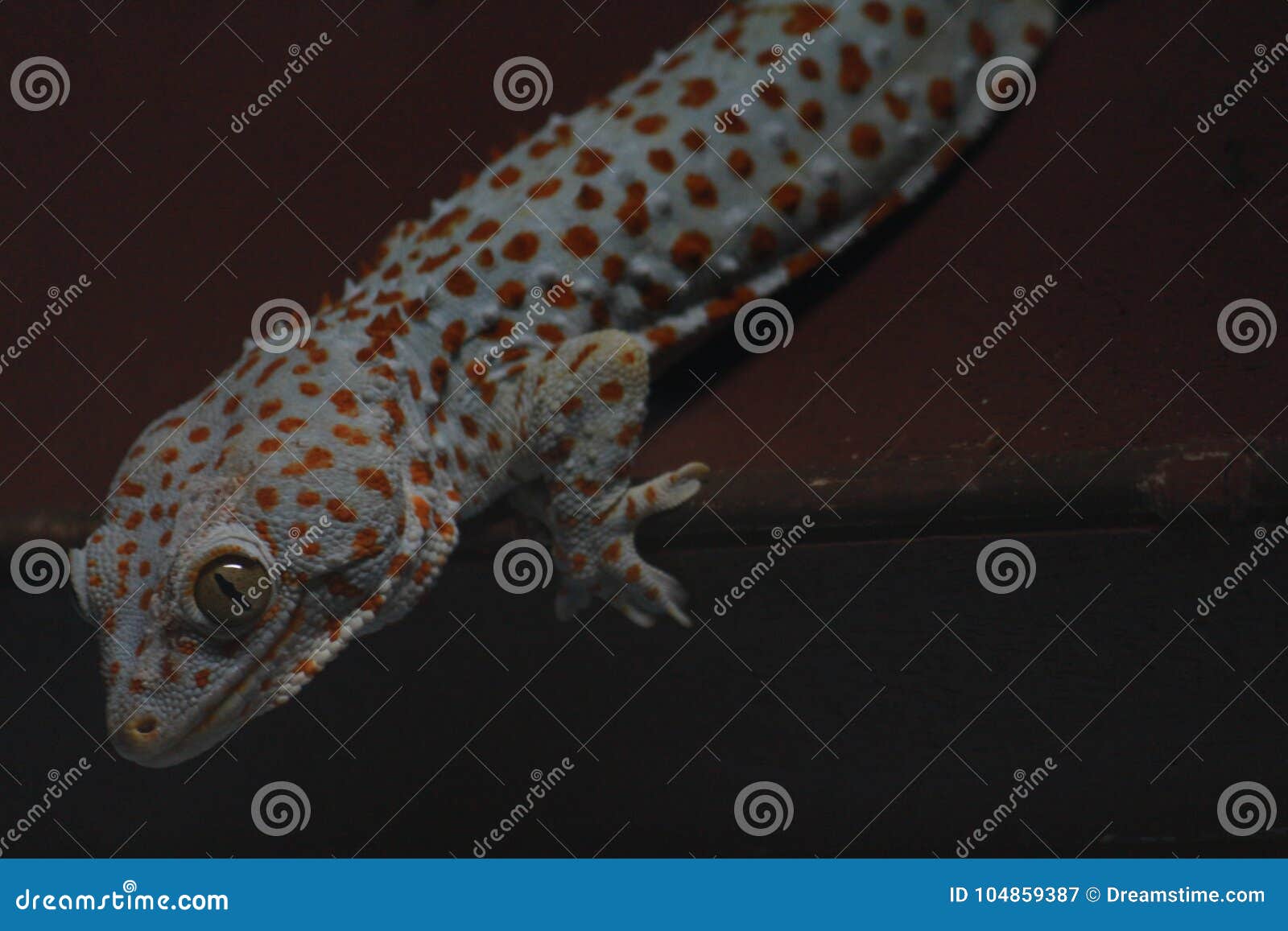 Gecko on wall at midnight stock image. Image of home - 104859387