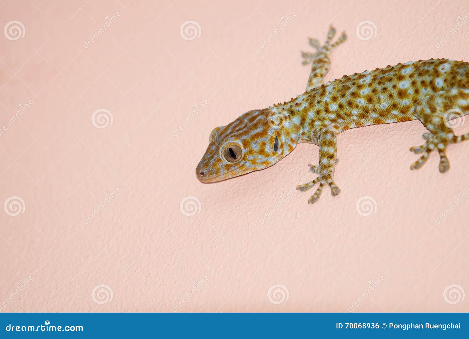 Gecko on the wall stock photo. Image of wildlife, horizontal - 70068936