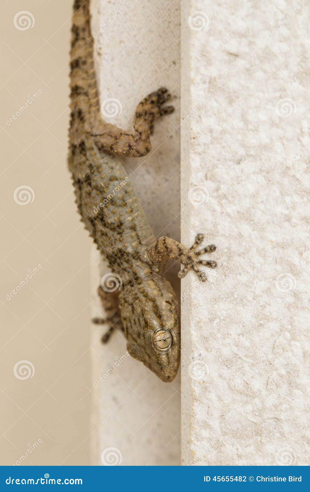 Gecko on a wall in Spain stock photo. Image of reptile - 45655482