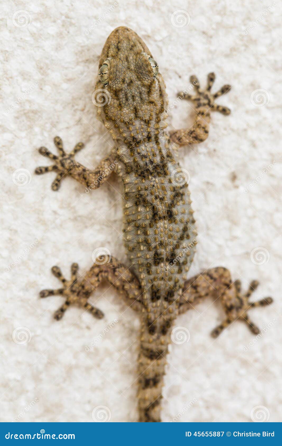 Gecko on a wall in Spain stock image. Image of gekkota - 45655887