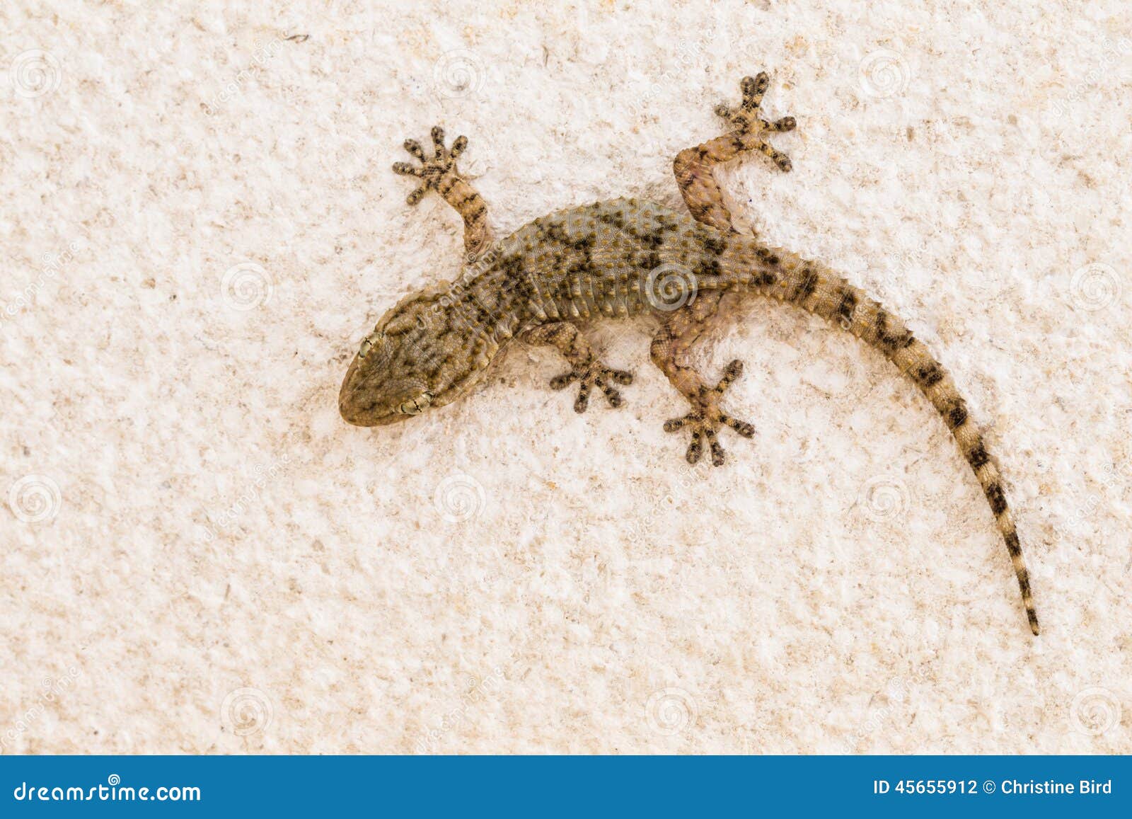 Gecko on a wall in Spain stock photo. Image of animal - 45655912