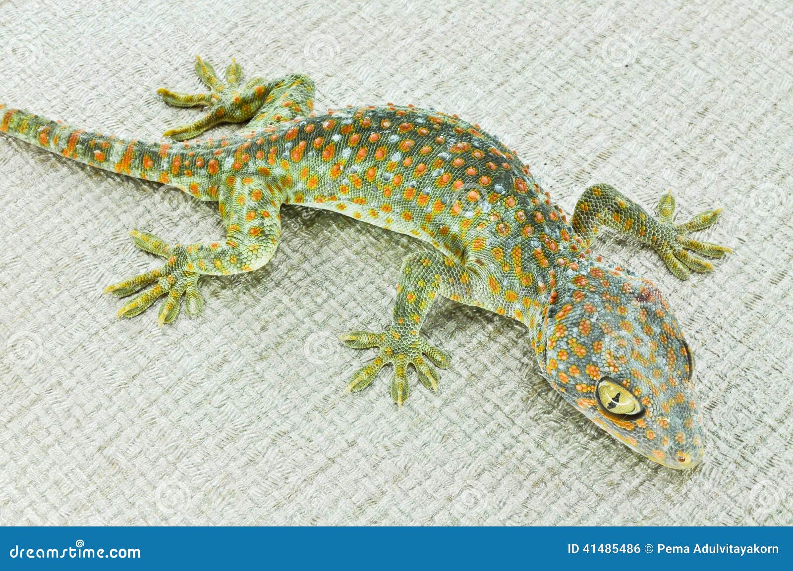 Gecko stock photo. Image of nature, geckos, herpetology - 41485486