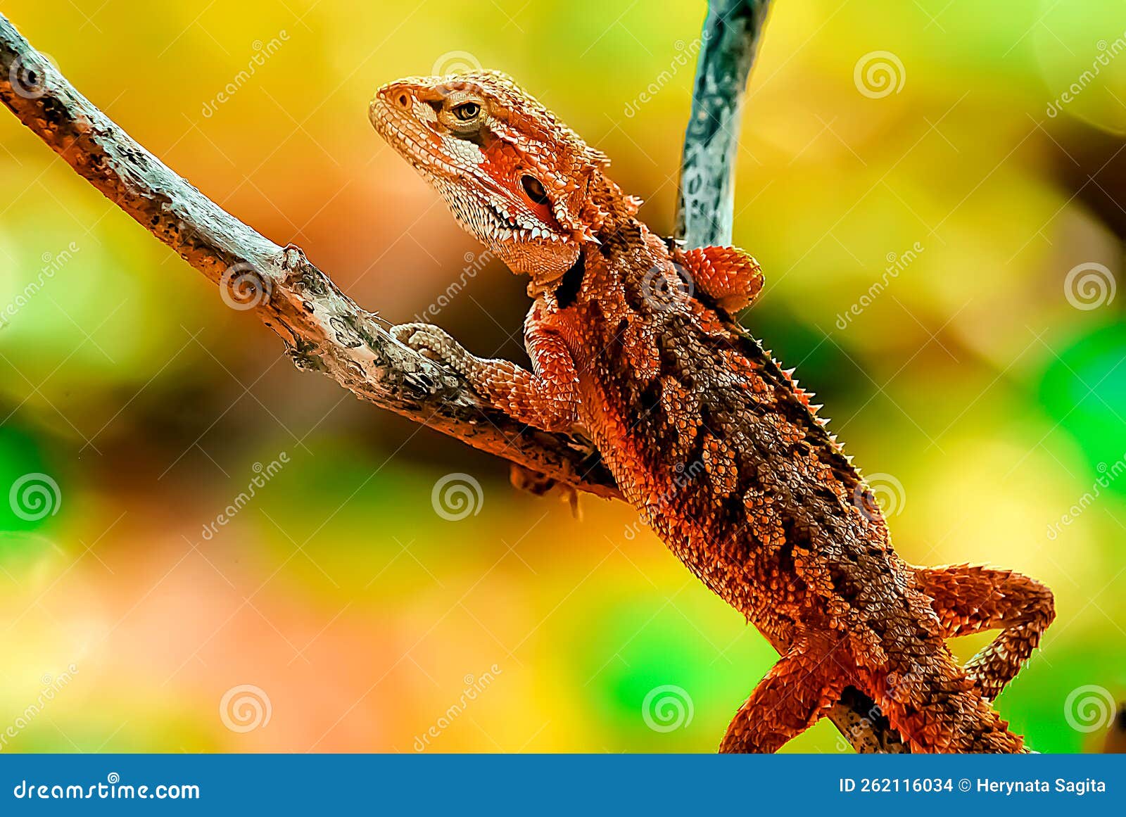 Gecko Was Eyeing Prey in the Trees Stock Photo - Image of invertebrate ...