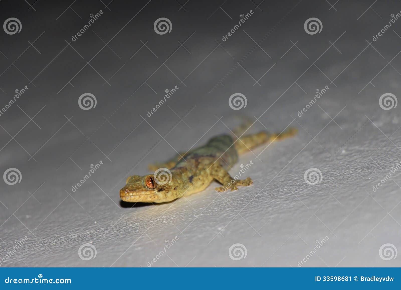 Gecko on a White Wall Staring Stock Image - Image of mottled, scales ...