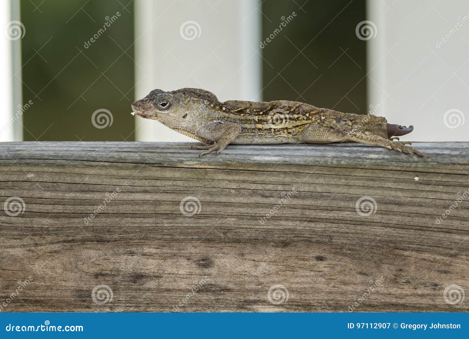 Gecko on wood post. stock image. Image of gecko, small - 97112907