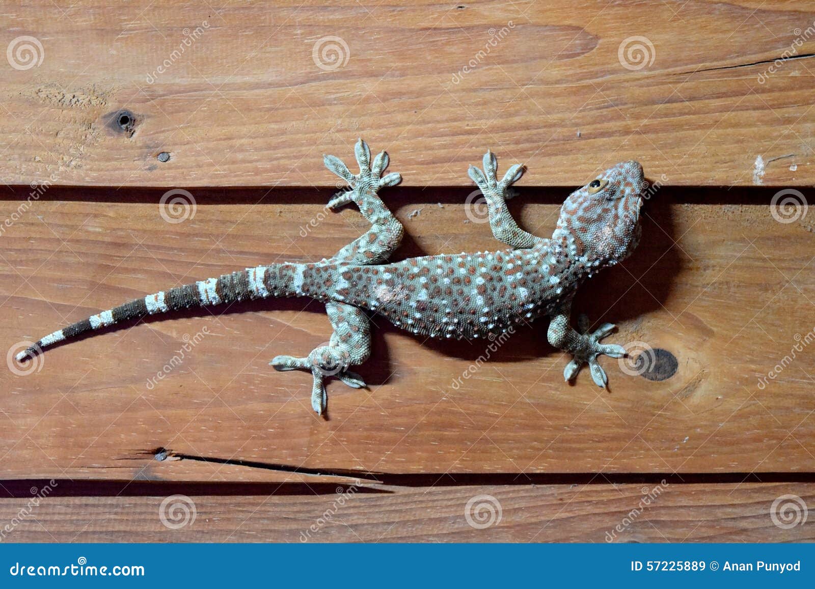Gecko on Wooden Wall Room at Night Stock Image - Image of northeast ...
