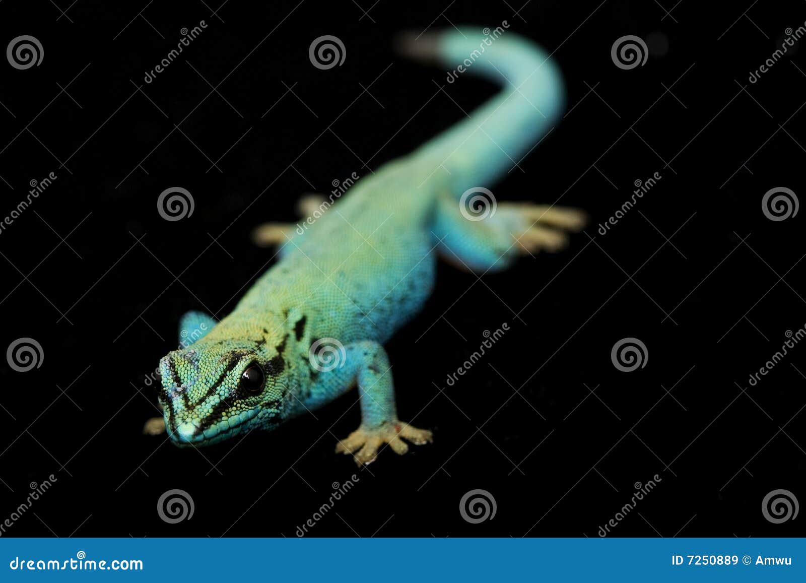 Geckos Azules Eléctricos Del Día (williamsi De Lycodactylus) Imagen de ...