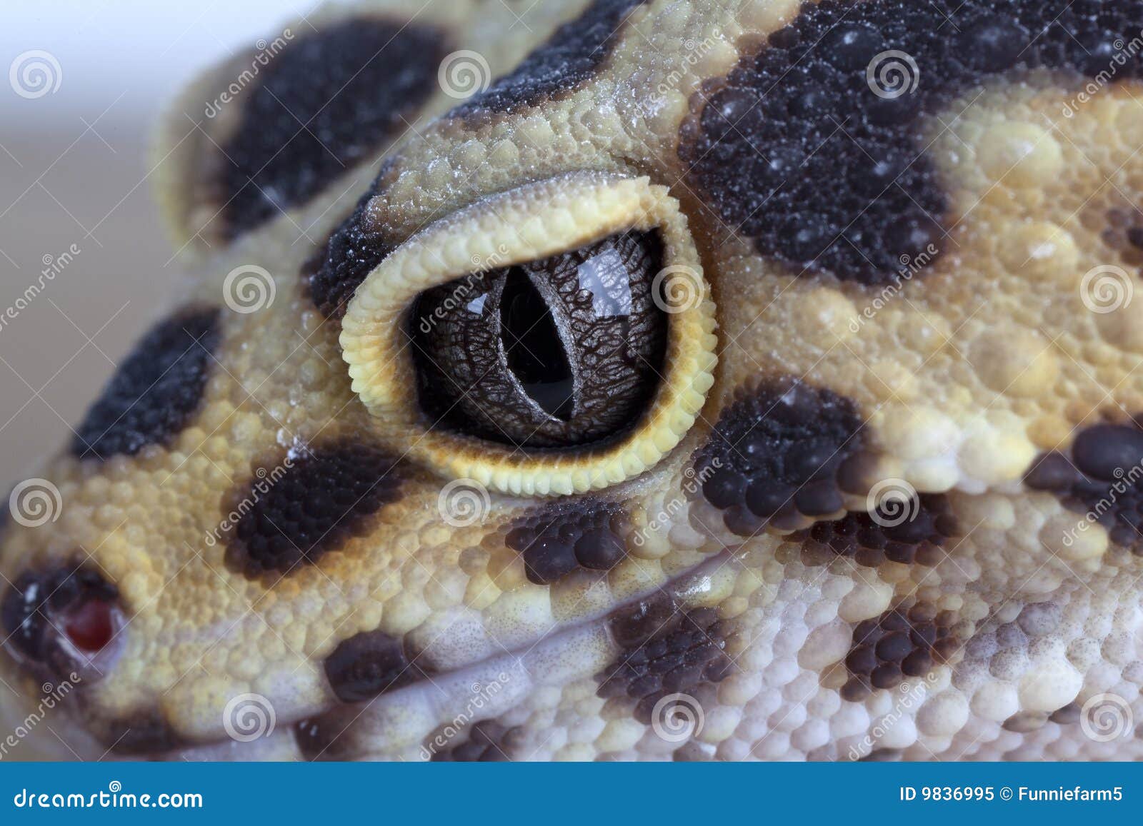 Geckos face stock image. Image of reptile, species, camouflage - 9836995