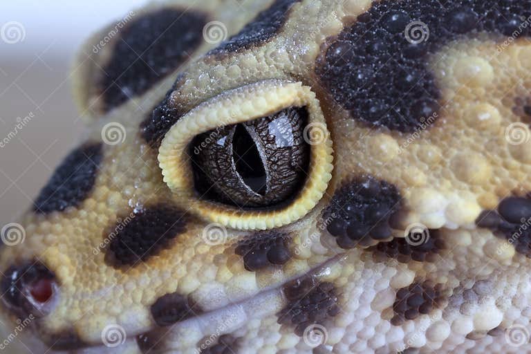 Geckos face stock image. Image of reptile, species, camouflage - 9836995