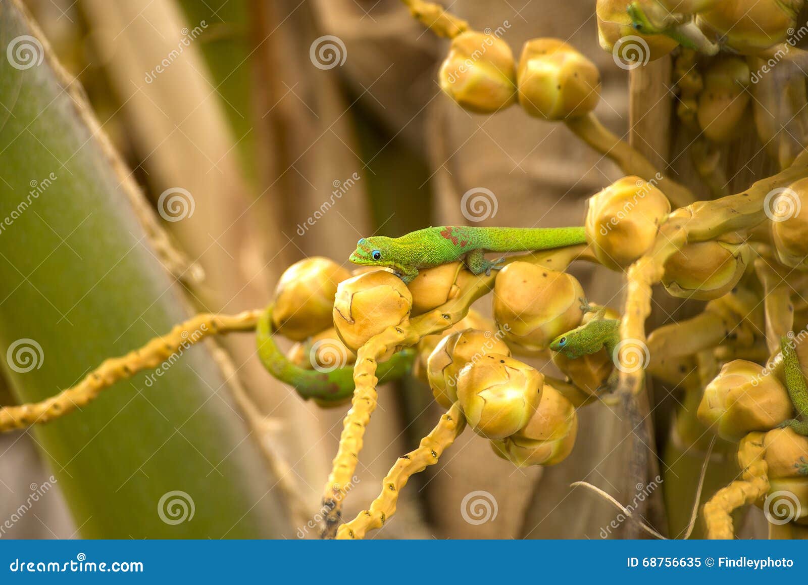 Geckos Relaxing stock image. Image of fronds, palm, lizard - 68756635
