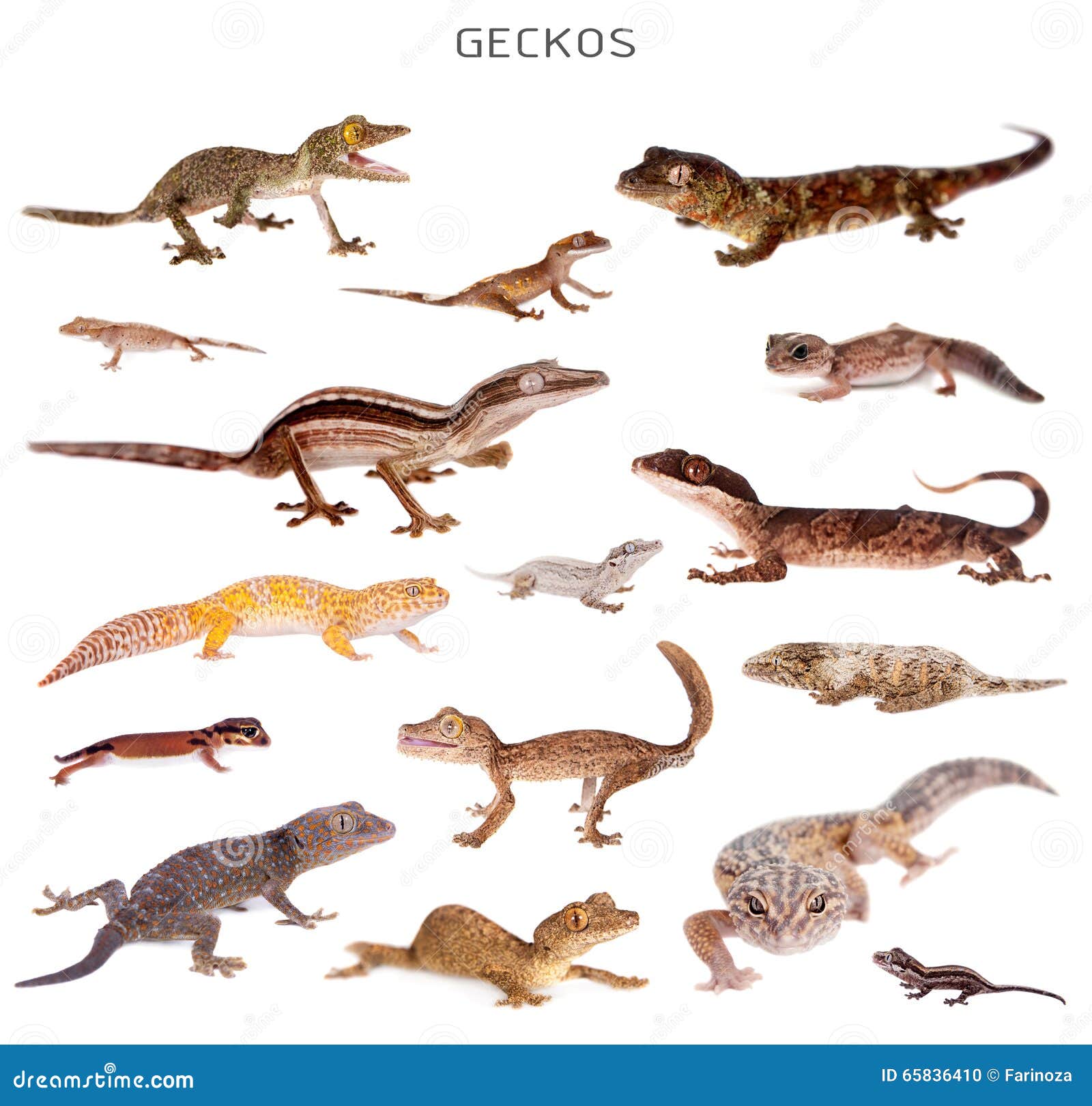 Geckos set on white stock photo. Image of tockay, leaftail - 65836410