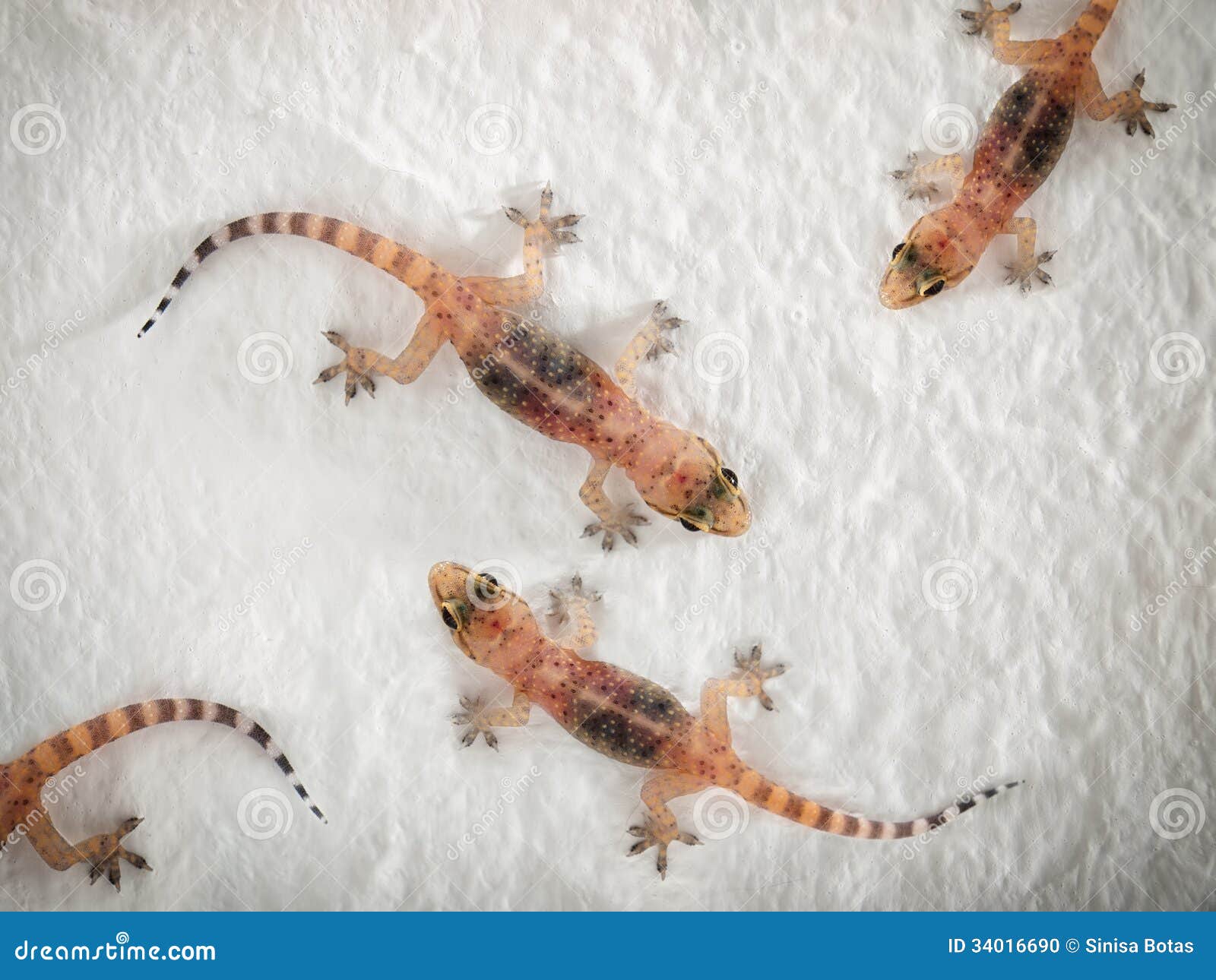 Geckos stock photo. Image of creature, life, gecko, tail - 34016690