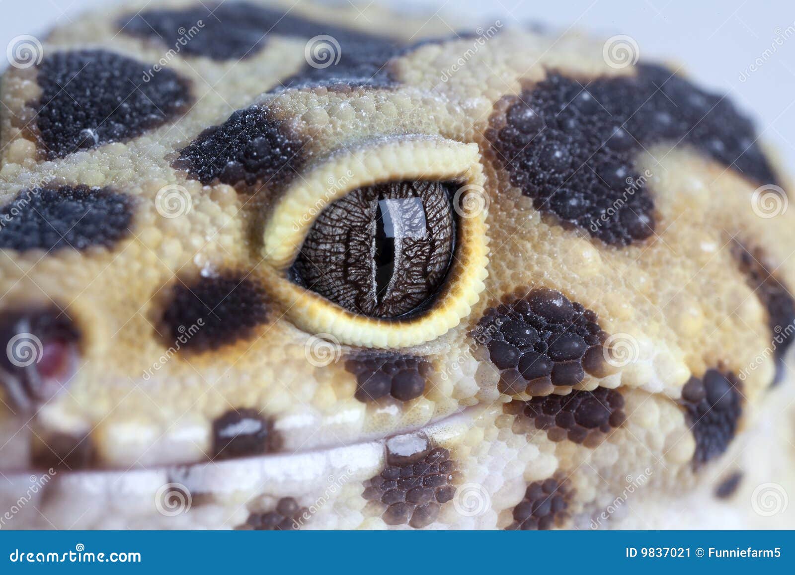 Geckos smile stock image. Image of wild, staring, banded - 9837021