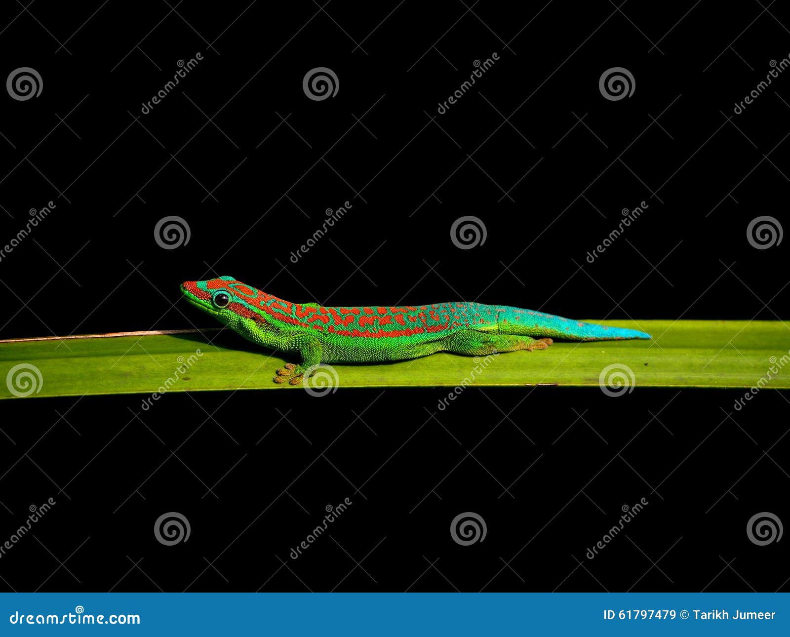 Geckos on stripe stock image. Image of stripe, tropical - 61797479