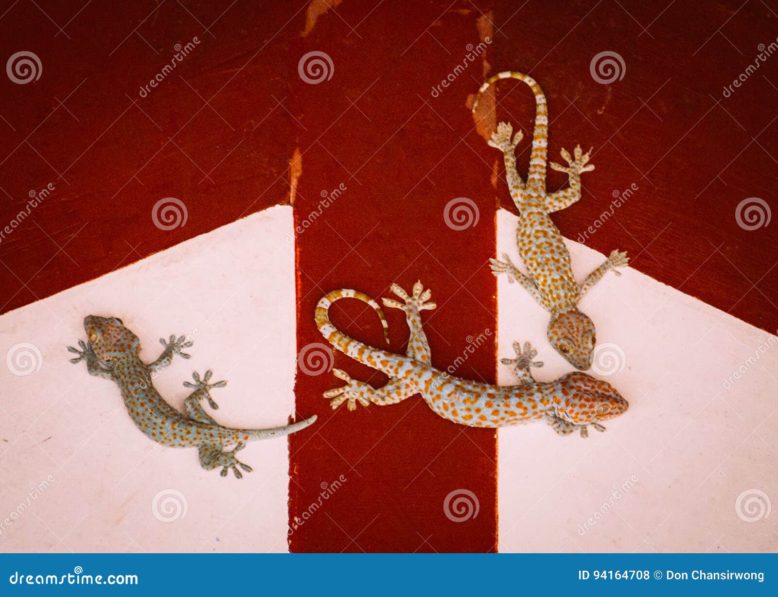 3 geckos are on the wall. stock photo. Image of white - 94164708