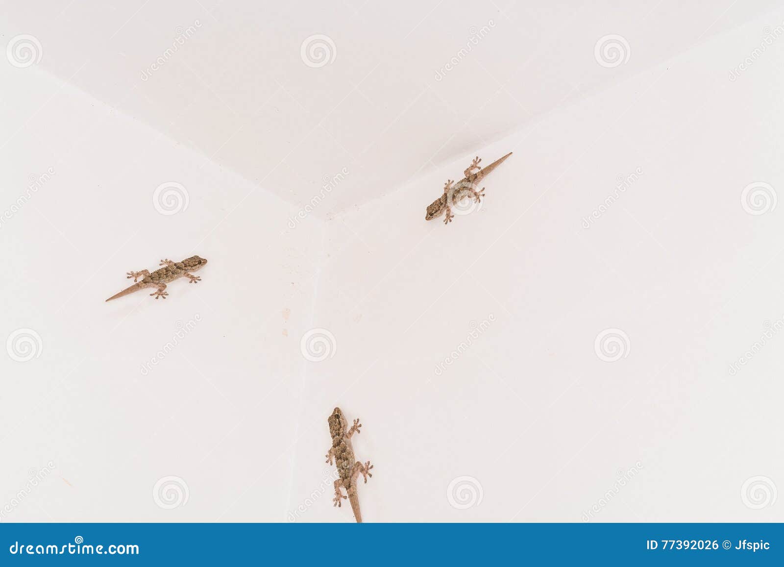 3 Geckos on a white wall. stock photo. Image of animal - 77392026