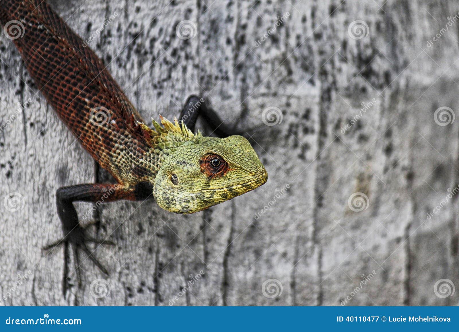 Geco stock image. Image of colors, tropical, geco, fauna - 40110477