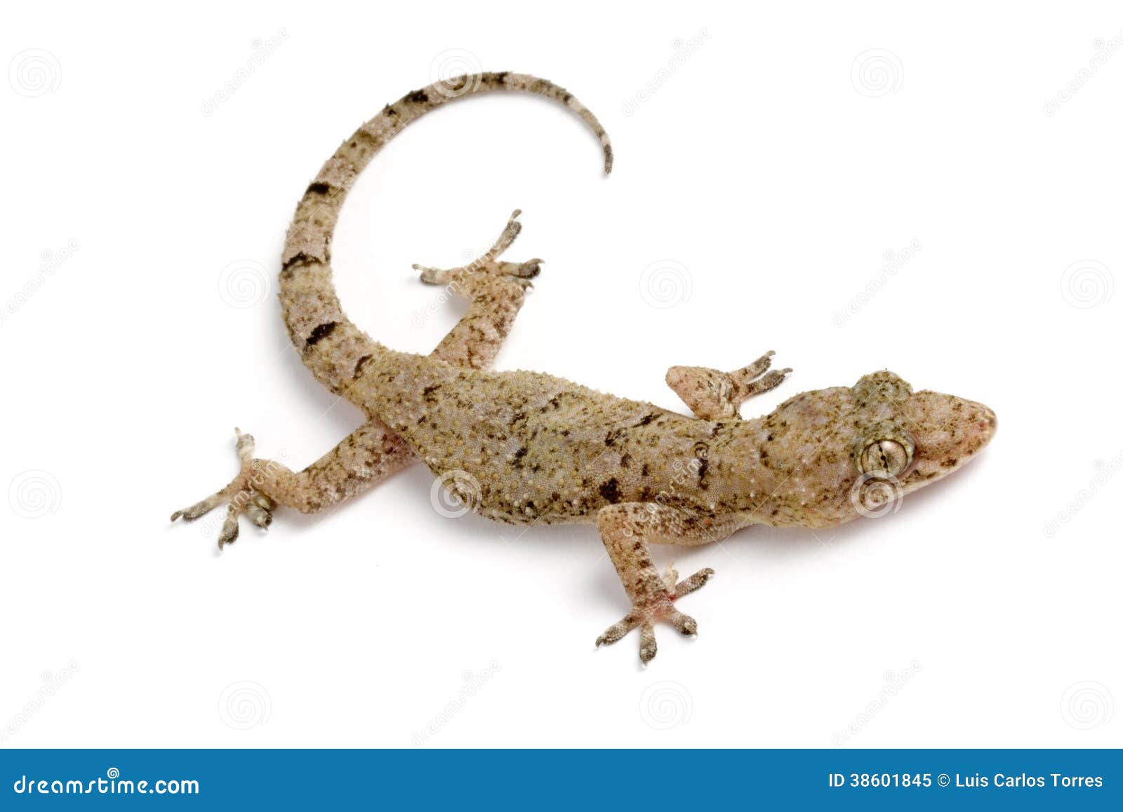 Geco comune della casa immagine stock. Immagine di rettile - 38601845