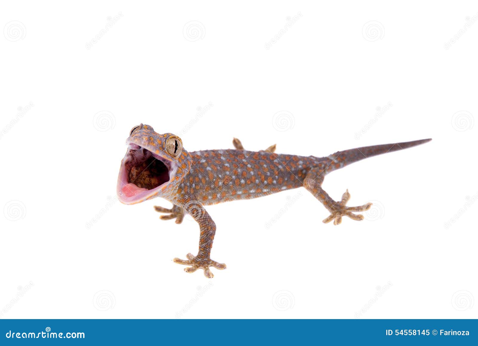 Geco De Tokay Isolado No Fundo Branco Imagem de Stock - Imagem de tiro ...
