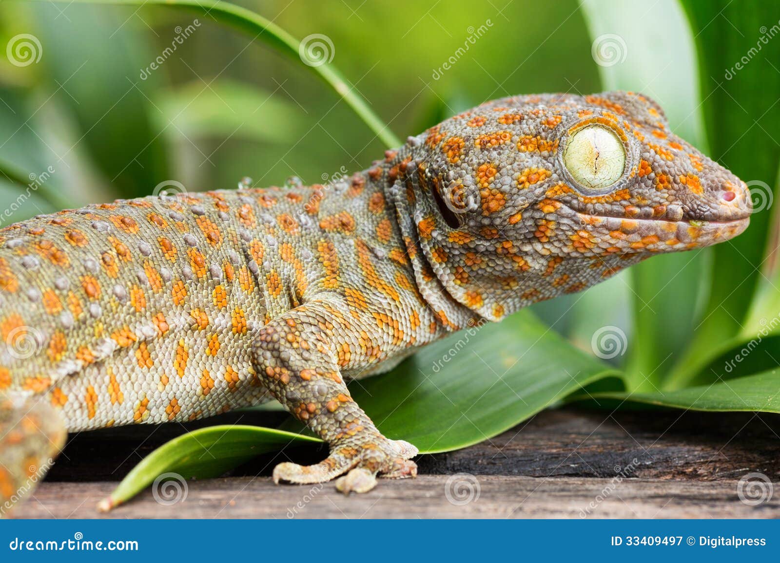 Geco di Tokay immagine stock. Immagine di fauna, geco - 33409497