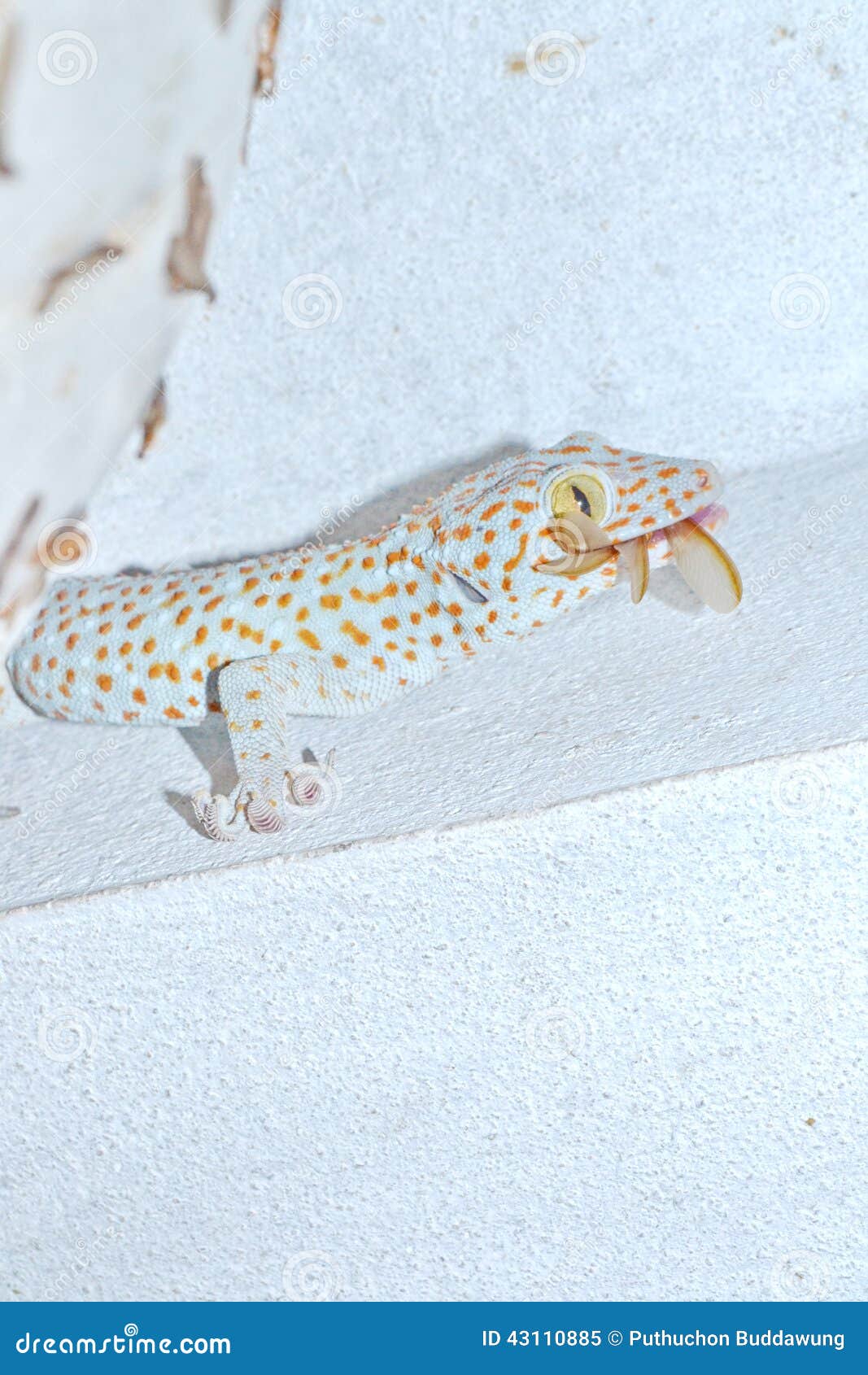 Geco (Gekkonidae) immagine stock. Immagine di sauro, copia - 43110885