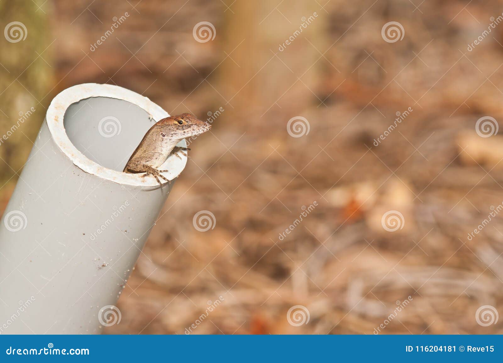 Geco, Reptile Setting Up Home in a Plastic Pipe Stock Image - Image of ...