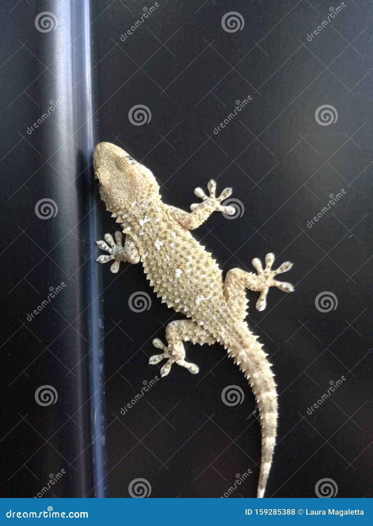 Geco Royalty-Free Stock Photography | CartoonDealer.com #2369969