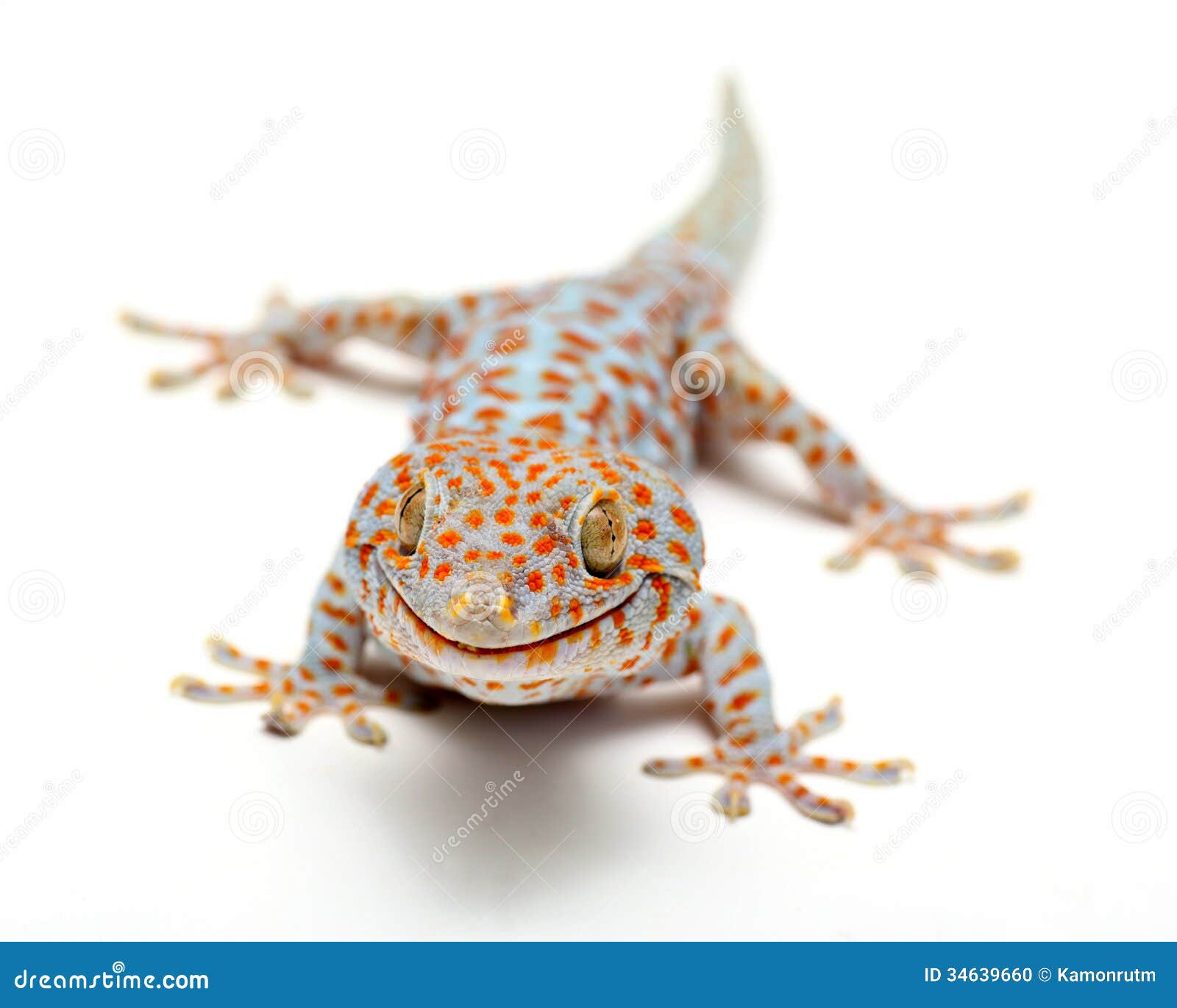 Geco Tailandia di Tokay fotografia stock. Immagine di uscire - 34639660