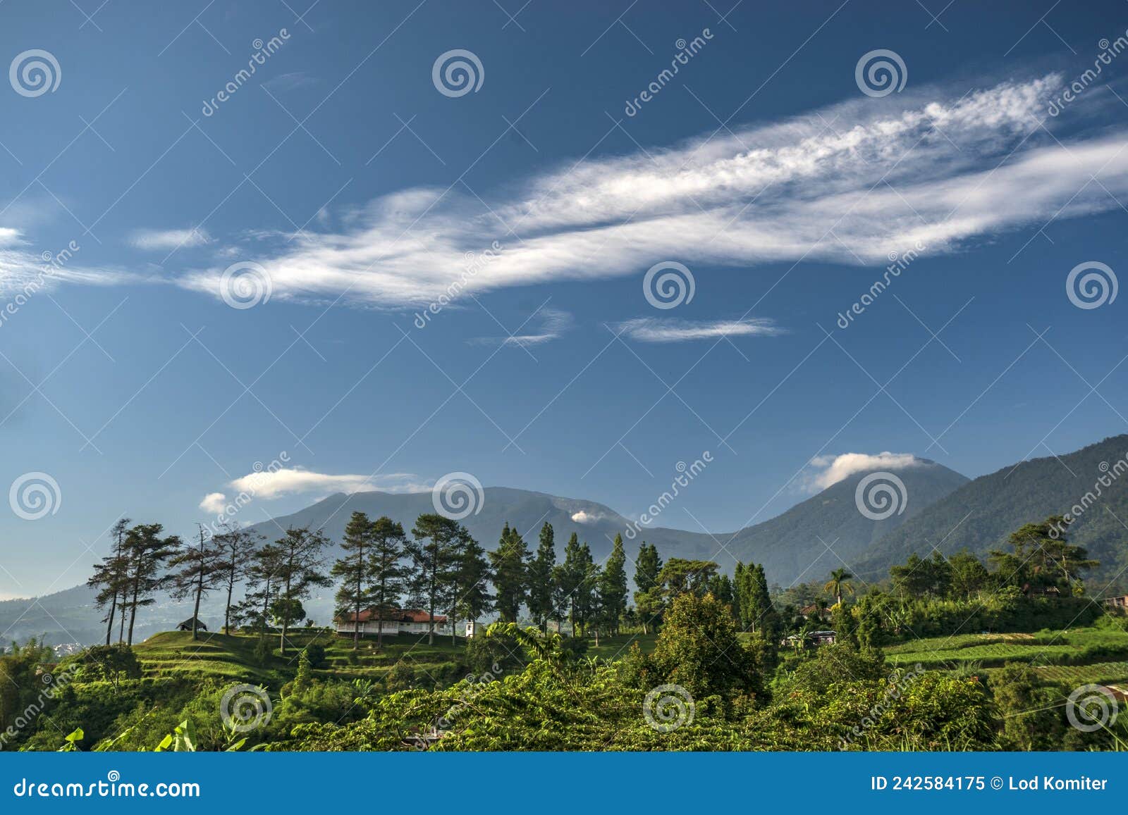 Meadow Pangrango Mountain Stock Photo | CartoonDealer.com #269011200